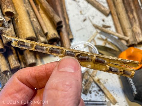 Colin Purrington Nature Photography Natural History Misc