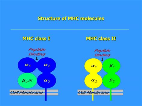 Ppt Lecture Powerpoint Presentation Free Download Id 3614545