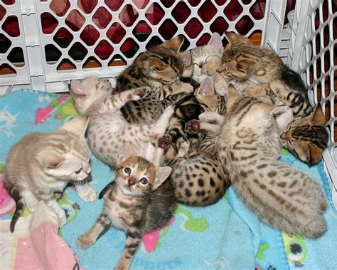Junglelure Legend Line Of Bengals Kittens Shown Here Are 5 Weeks And 6