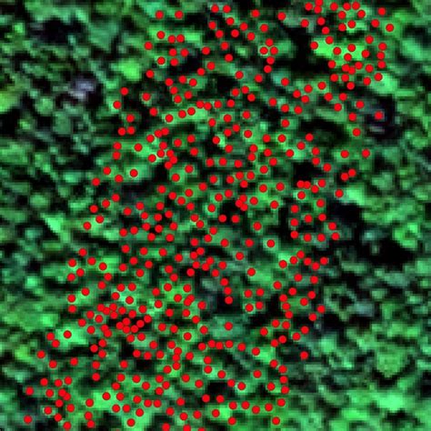 One Of Four Polygons With Coordinates And Labels Of Tree Crowns Data