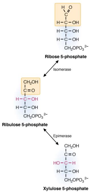 Chapter 7 Other Pathways Of Carbohydrate Metabolism Bs2003