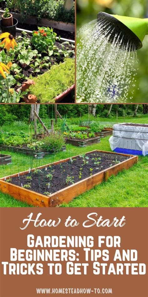How To Start Gardening For Beginners Tips And Tricks To Get Started