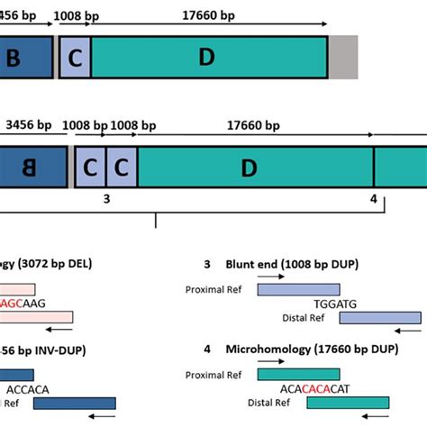 Reconstruction Of Mutation Cluster 2 A The Reference Genome Ref Download Scientific Diagram