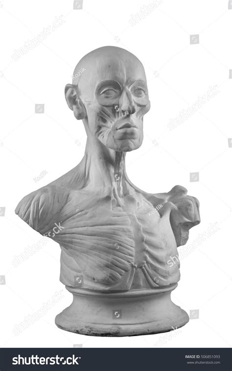 Plaster Statue Naked Anatomical Human Figure Stock Photo Shutterstock