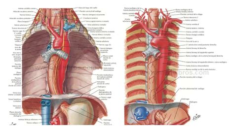 Anatomía Del Mediastino Posterior Mediastino Superior Y Mediastino