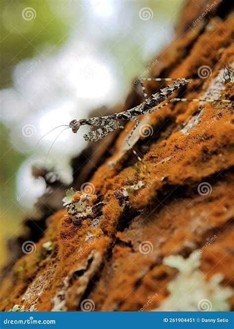 Small Grasshopper Step On A Tree Alone In Tropical Forest Stock Image Image Of Alone Flower