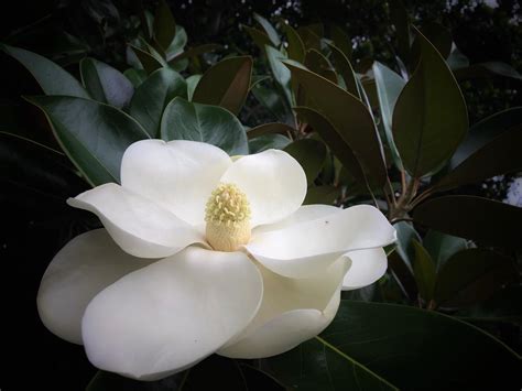 Southern Magnolia Tree Flower