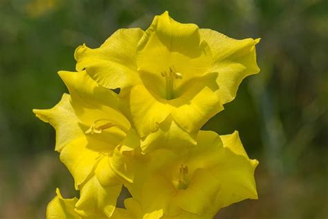 aravind reddy tarugu free photo on pixabay pixabay