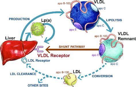 Role Of Hepatic Vldl Receptor Expression In The Clearance Of