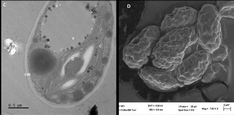 Demonstration Of The Antioxidant Potential Of Three Newly Isolated Carotenoid Producing