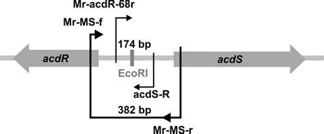 Map Of AcdS AcdR Locus Of M Radiotolerans With Indication Of Locations Download Scientific