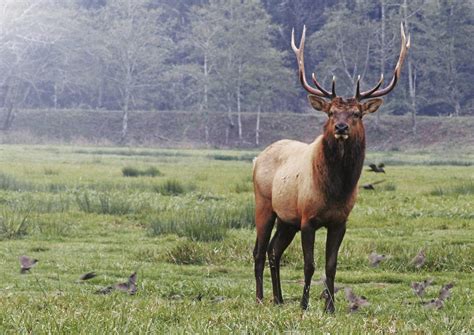 Blm Winter Bucket List 12 Dean Creek Elk Viewing Area O Flickr