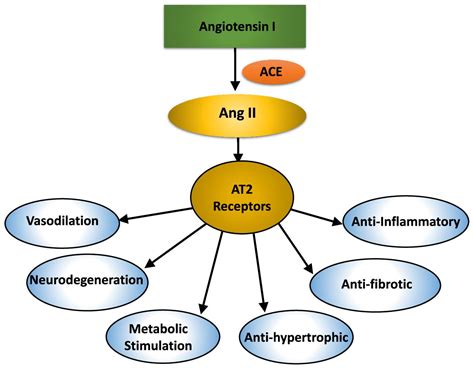 Effects Of Angiotensin Ii Receptor Blockers And Ace