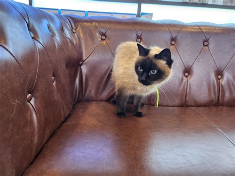 브리티쉬숏헤어분양 토이푸들분양 애완견분양 폼피츠분양 유기묘무료분양 말티푸분양 강남고양이분양 말티즈분양 깜냥 책임분양 강아지무료분양 고양이무료분양 도그마루 보호소