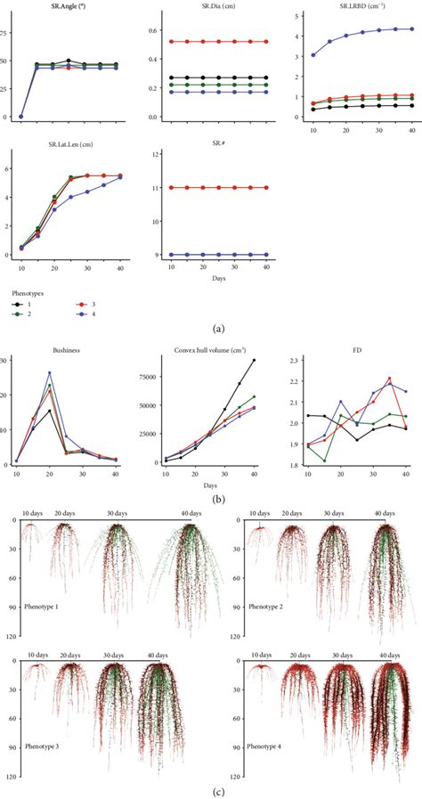 Trait Dynamics Of Maize Root Phenotypes Over 30 Days Of Growth From Day Download Scientific