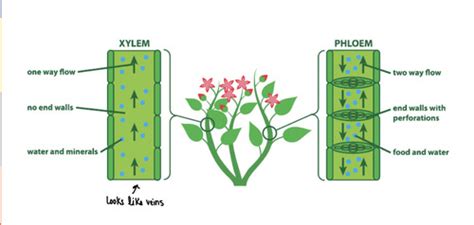 Biology 112 Final Exam Review Flashcards Quizlet