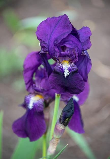 Premium Photo Violet Flowers Of A Lily