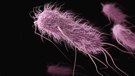 Antibiotic For Treating Deadly Superbug C Difficile May No Longer Be Effective Technology