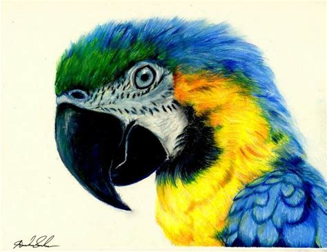Blue And Yellow Macaw Color Pencil Sketch Colorful Drawings Color