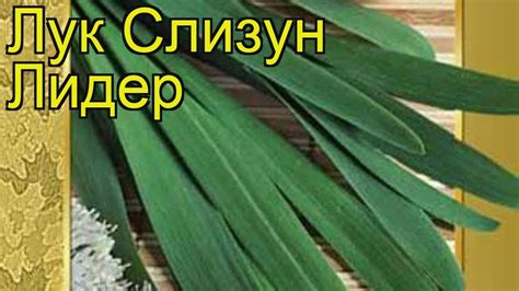 Лук слизун Лидер (Lider). Краткий обзор: Лук слизун Лидер описание ...