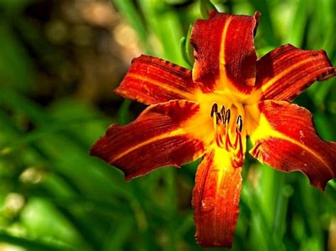 When To Plant Daylily Bulbs Planting Guide 2024 Northern Nester