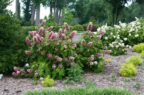 Plant Of The Week Gatsby Pink® Oakleaf Hydrangea Plant Of The Week