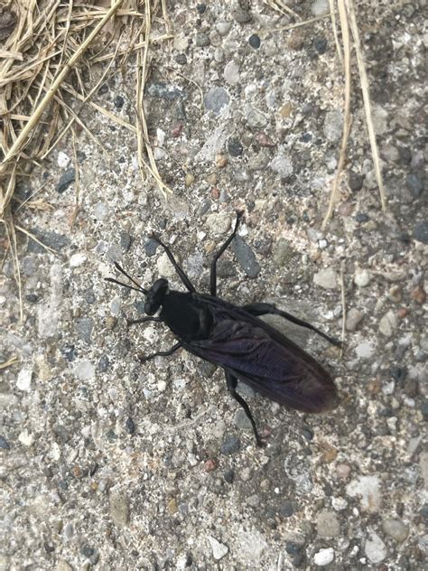 Assassin Bug Rbugidentification