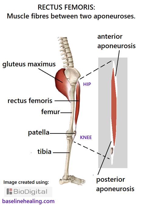 Rectus Femoris Muscle Anatomy