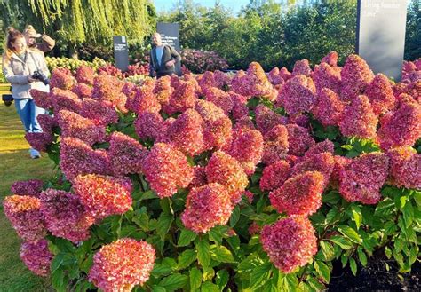 Growing Panicle Hydrangeas Tips Tricks And Care Essentials