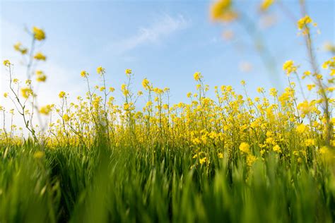 Regenerative Agriculture And Carbon Sequestration Why It Matters