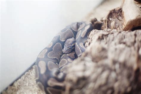 Signs That A Ball Python Is Going To Shed My Pet Python