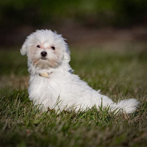 The Wonderful History Of The Maltese A Toy Breed With Royal Roots