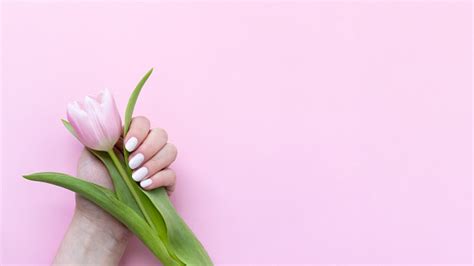 아름다운 매니큐어와 여성의 손 복사 공간이있는 분홍색 종이 배경에 튤립 꽃이있는 흰색 상아 타원형 손톱 와이드 배너 템플릿 광대한에 대한 스톡 사진 및 기타 이미지 Istock