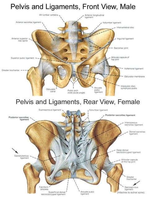 Anatomy In Motion Pelvis Anatomy Hip Anatomy Anatomy Bones