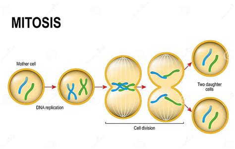 Mitosis Stock Vector Illustration Of Anatomy Laboratory 92919875