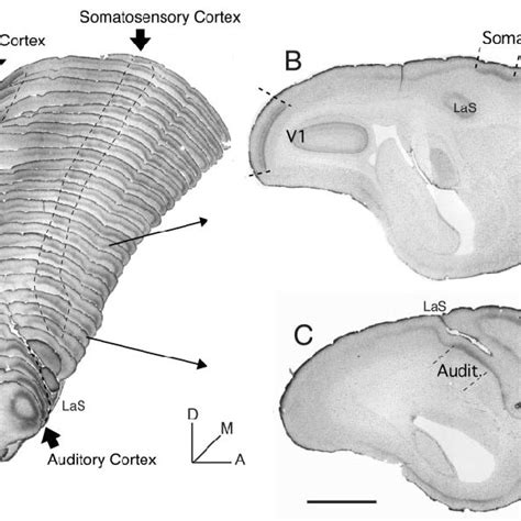 Nap In The Cortex Of The Marmoset A Stack Of Parasagittal Sections Download Scientific