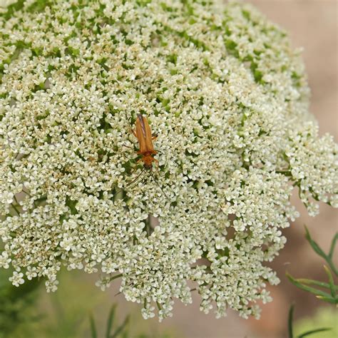 Toothpick Plant Ammi Visnaga Visnaga Daucoides