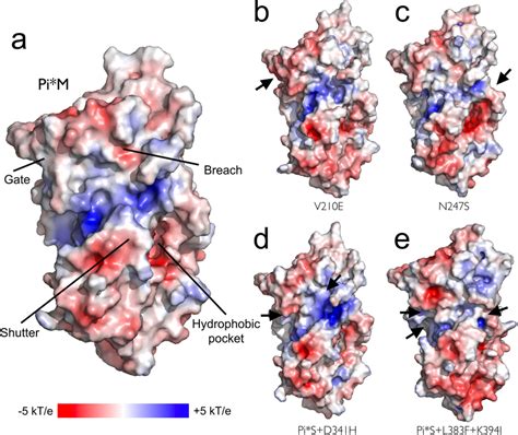 Surface Representation Of The Wild Type Wt Human Aat And Mutants