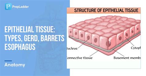 Epithelial Tissue Structure