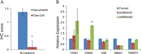 Aurka Over Expression Does Not Cause Emt In Renca Cells Download Scientific Diagram