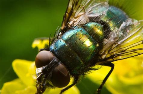 How To Make A Cheap DIY Flash Diffuser For Macro Photography PetaPixel