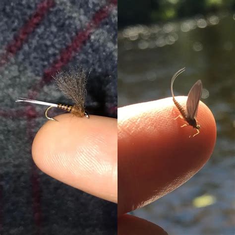 Match The Hatch Scrolller