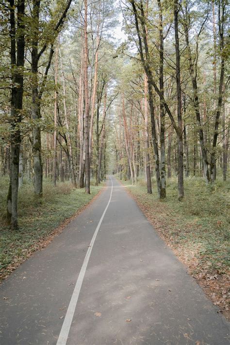 가을 가족 거친 걷기 경치 경치가 좋은 고요한 공원 관람차 광야 길 나무 나무 줄기 나무가 늘어선 나뭇잎 노란 잎 담쟁이덩굴 도로 표시