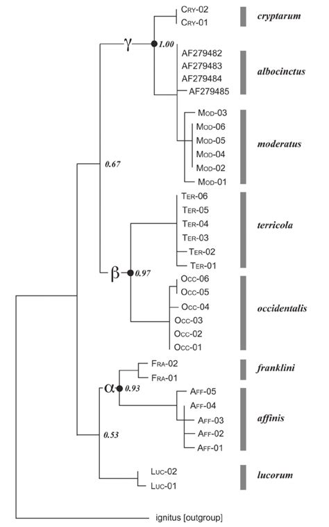 Tree Topology Calculated As Maximum Likelihood Tree Using The Bayesian Download Scientific