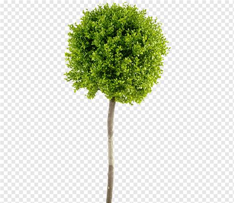 Tree Tree Plant Trees Png PNGWing