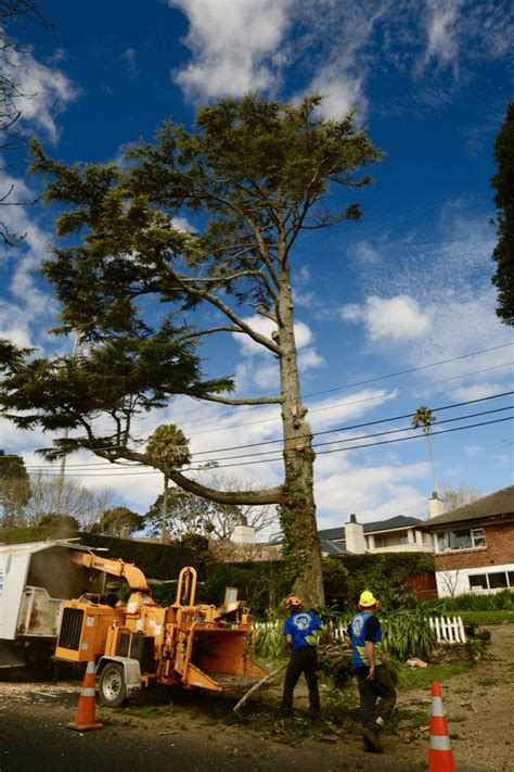 Tree Removal Auckland Projects Auckland North Shore Tree Removal Projects