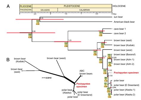 Solved Describe The Phylogenetic Positioning Of The Ancient
