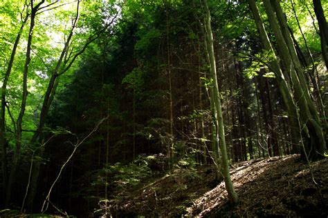 Forest Nearly Eloquent