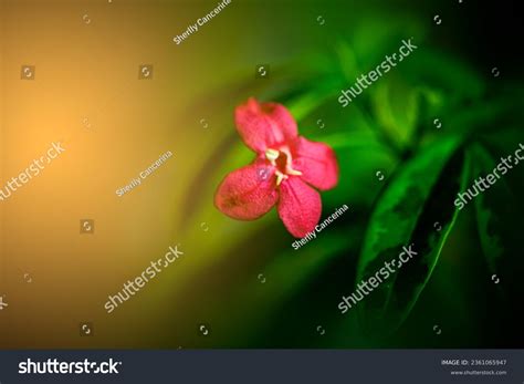 4 Pink Ravenia Flower Known Lemonia Limonia On Plant Scientific Name