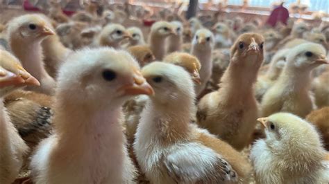 সোনালি মুরগি আর দিনে হামদুলিল্লাহ ১০০ গ্রাম Youtube